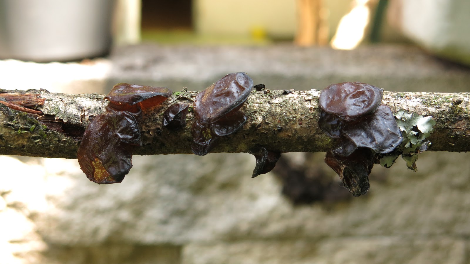 FUNGOS DE GALLAECIA Y NORTE DE LUSITANIA: APHYLLOPHORALES C
