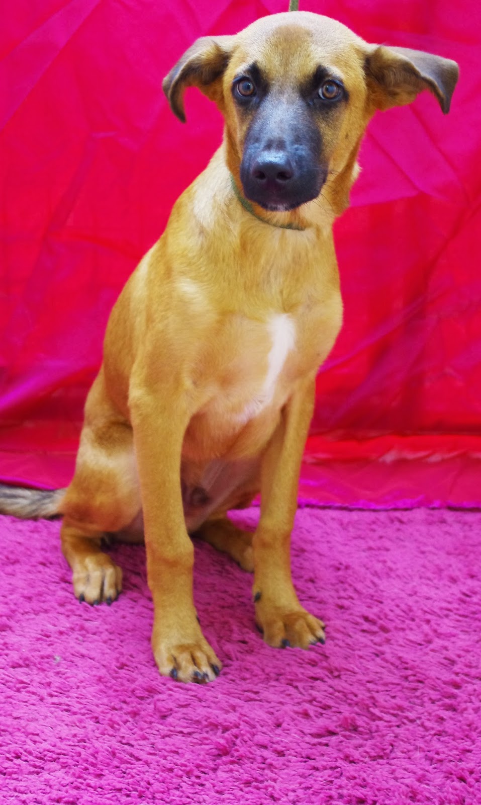 Le berger créole : Les origines du berger créole, un chien attachant ...