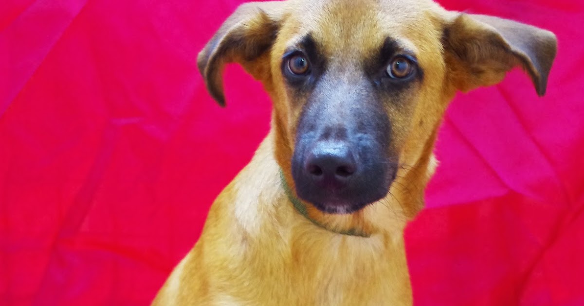 Le berger créole : L'histoire de Bandit, chien antillais adopté en juin ...