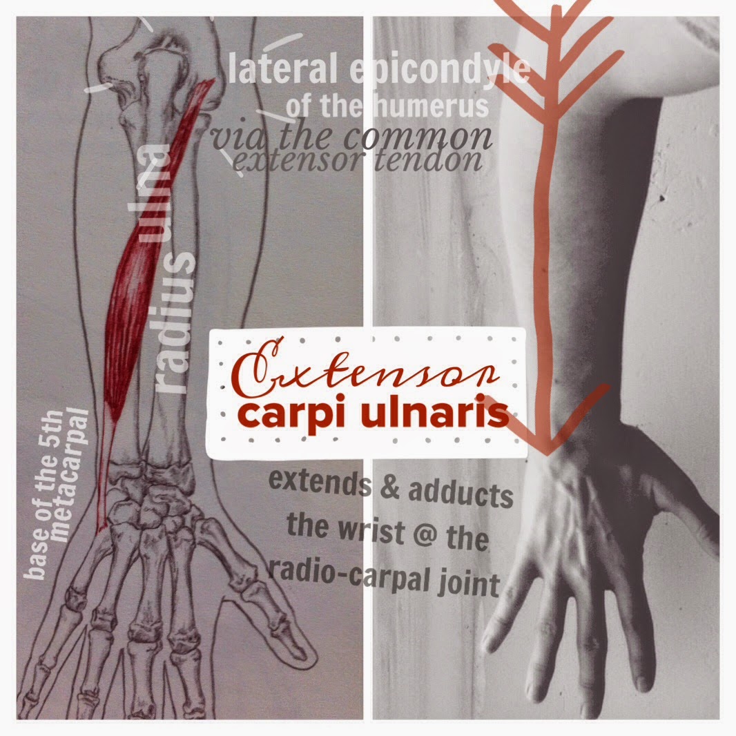 The Hip Joint: Extensor Capri Ulnaris: a wrist extensor muscle