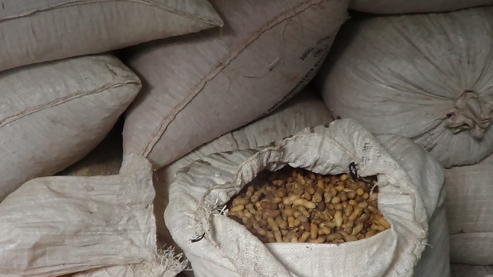 Full Belly Aflatoxin Testing in Guatemala - Colin's Travel Blog ...