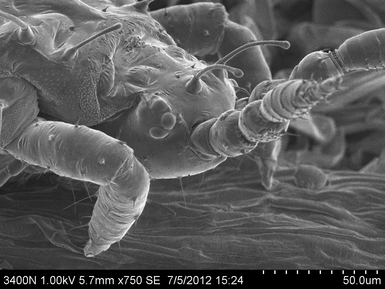 Scanning Electron Microscope Blog: An unexpected bonus - a thrip larva