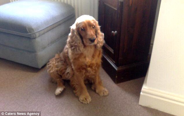 dailypetfwd: Owner of cocker spaniel who burned to death in 'drying ...