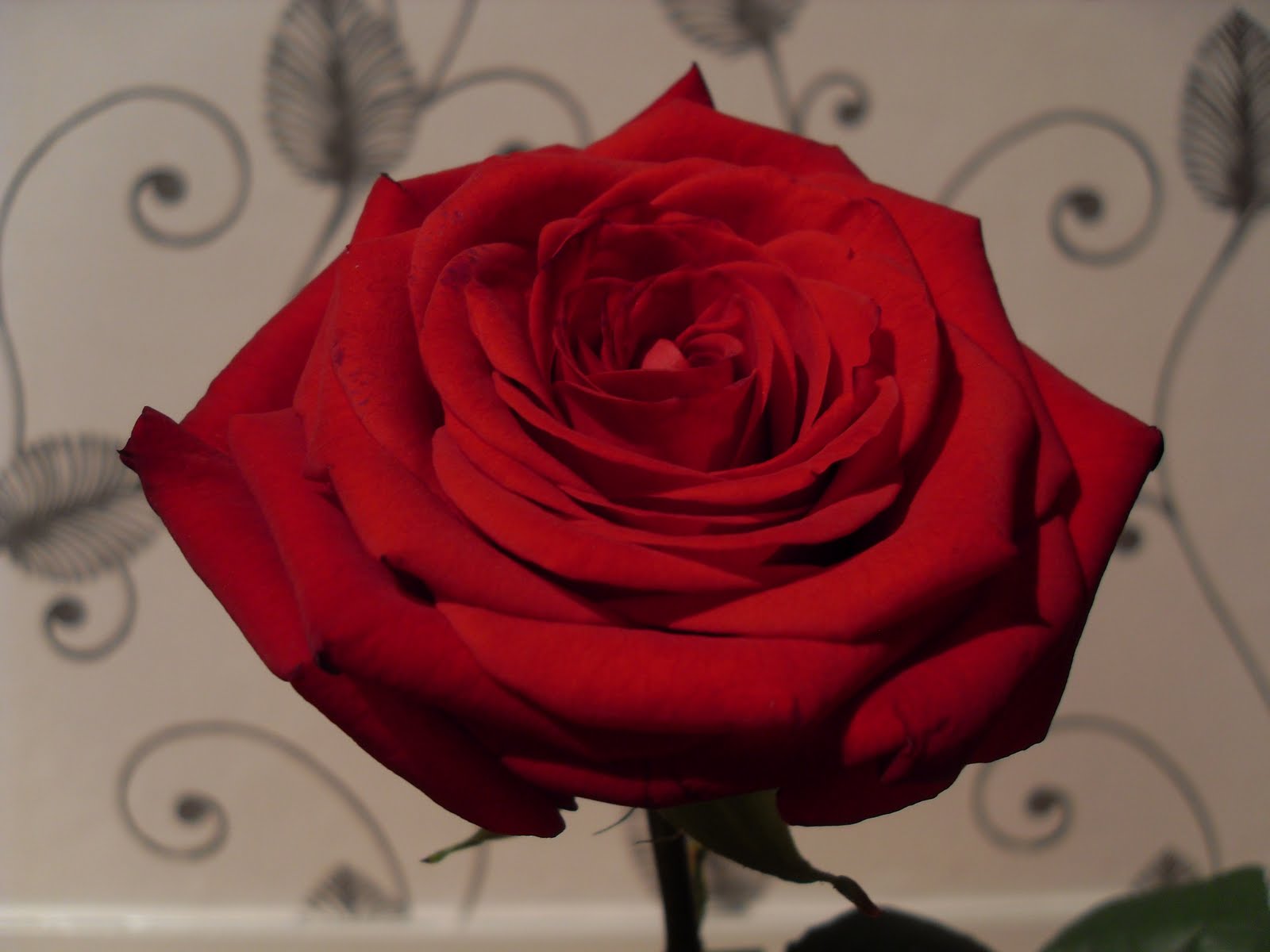 Gulsparv: En röd ros