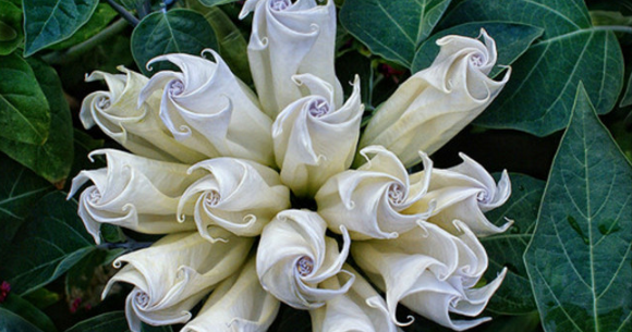 The 10 most bizarre flowers in the world