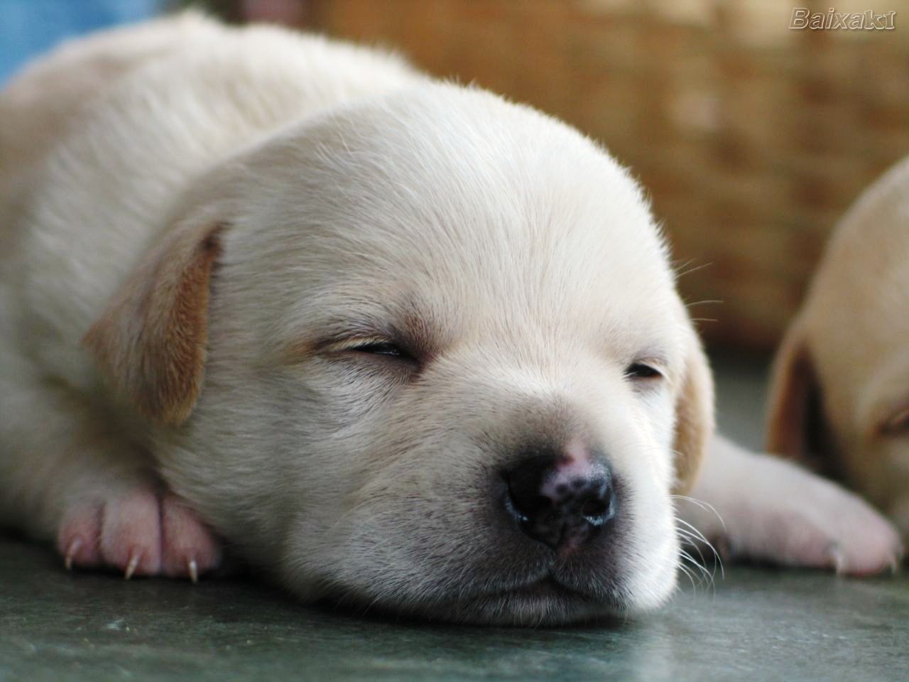 IMAGENSNET: CACHORRINHOS