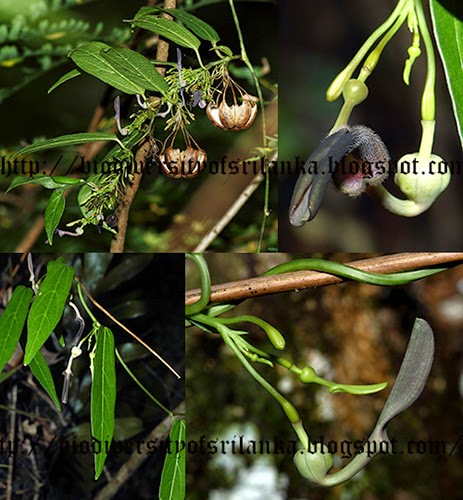 Biodiversity of Sri Lanka: සප්සඳ[Sapsanda]/Indian Birthwort ...