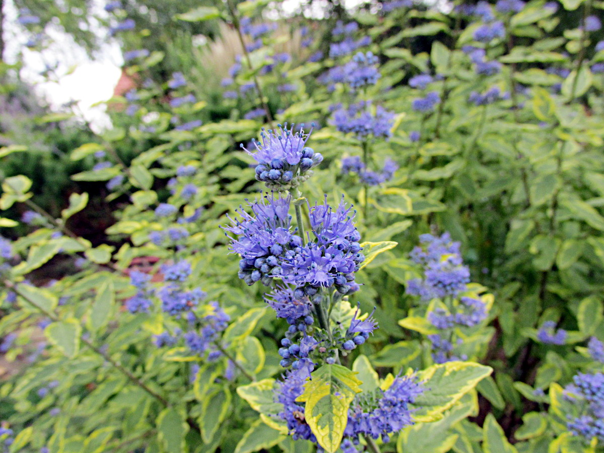Z kwiatka na kwiatek w moim ogrodzie : Barbula klandońska- Caryopteris ...