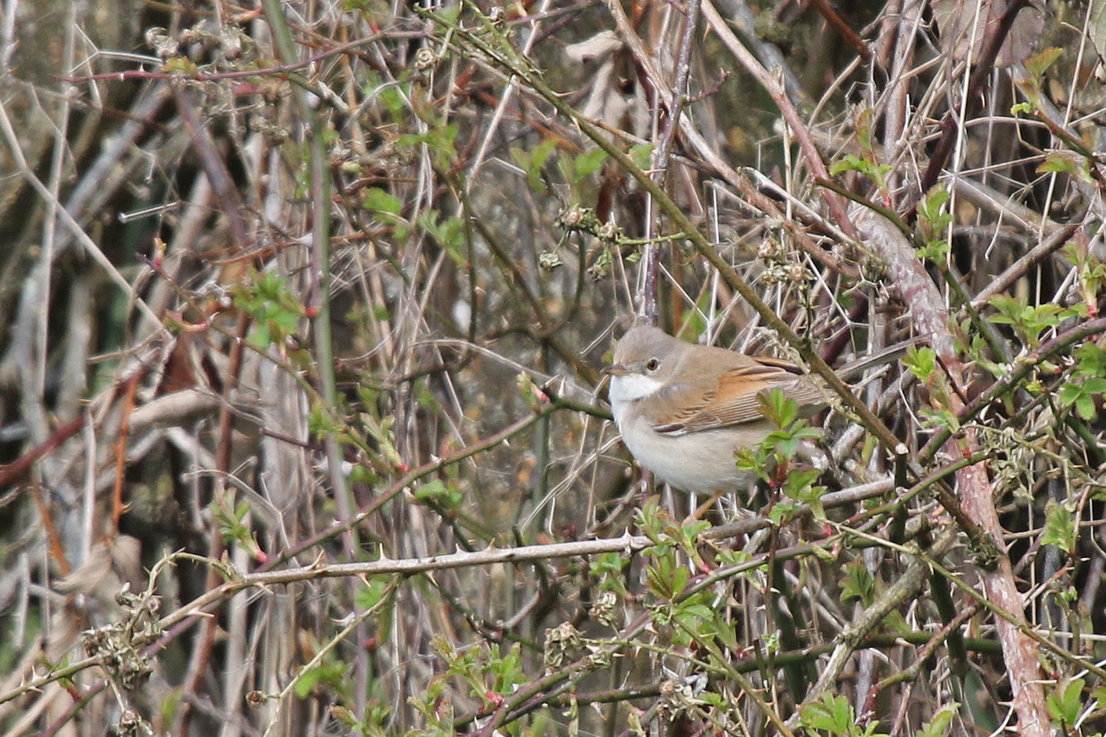 A Year Around Four Marks: 27th April - Top, Top, Bird!