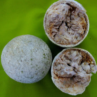 Sita's Ruchulu: Velagapandu pacchadi (wood apple chutney)