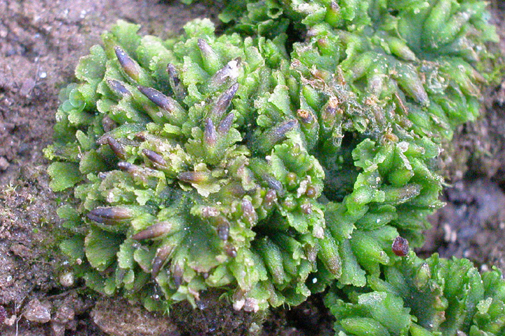 Moss Notes: What is a liverwort?