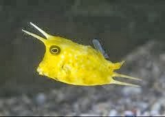 Ikan Sapi - Perumperindo.co.id