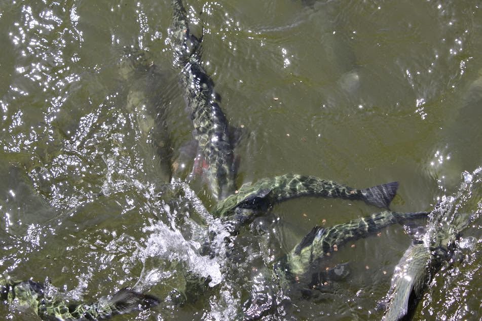 Michigan Exposures: Wolf Lake Fishery