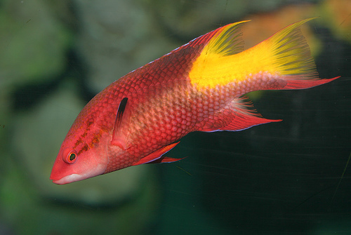 Animal World of Water: Cuban Hogfish (Bodianus pulchellus)