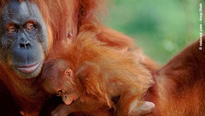 TuttoPerTutti: WWF - ADOTTA ORA UNA SPECIE! Don't let this be my # ...