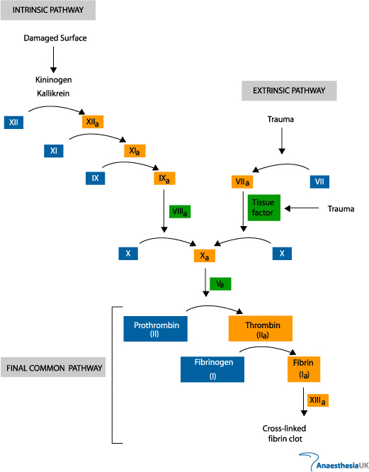 Dentistry and Medicine: Cerebrovascular Accident