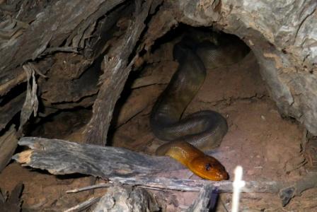 The Woma Python Story: Eggs lost