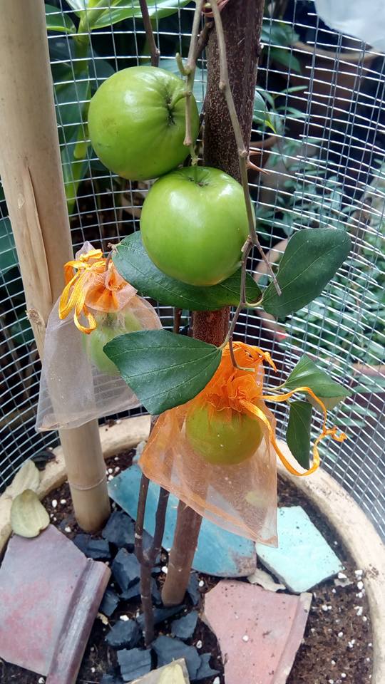 Mini Kebun Belakang Rumah: POKOK BIDARA a.ka. APPLE VIETNAM