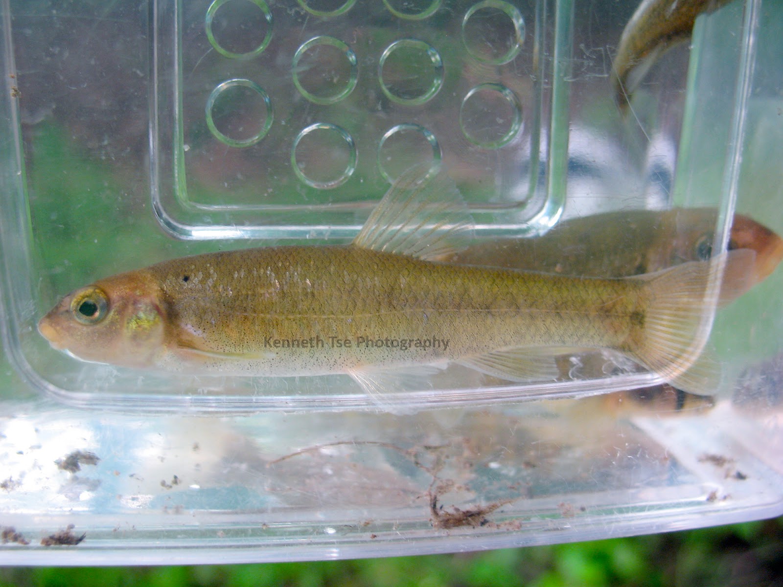 MuskieBait Adventures: Lifelist