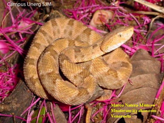 Reptiles and Amphibians: Serpiente terciopelo (Bothrops asper)