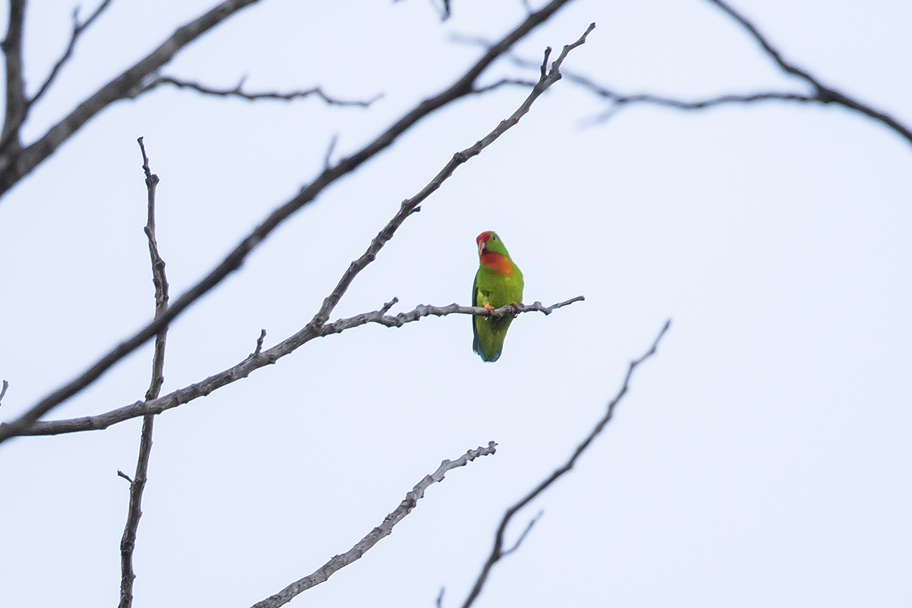 As The Crow Flies - a Hong Kong Birding Blog: Philippines - Palawan ...