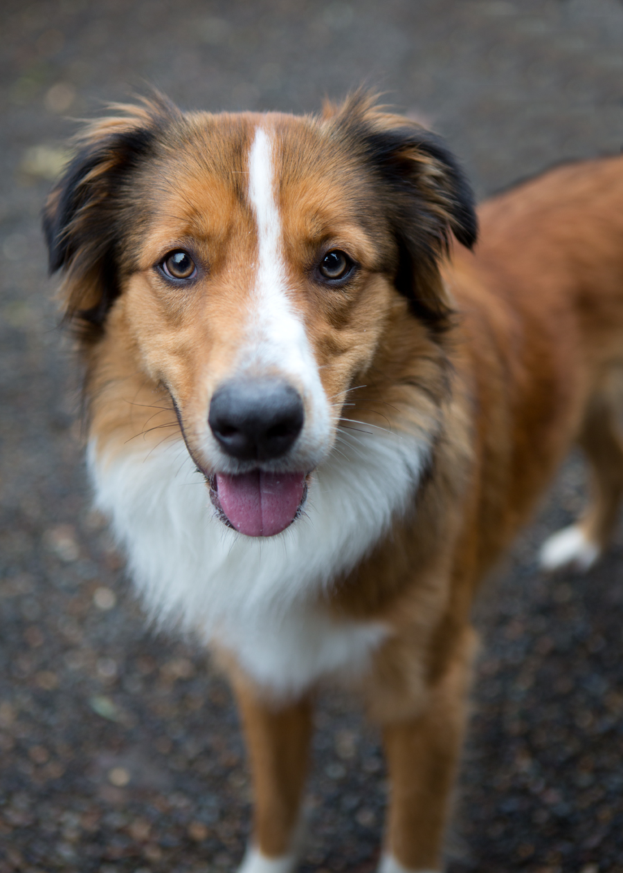 Shelter Dogs of Portland: "BEAU" shy handsome aussie (maybe collie?) mix