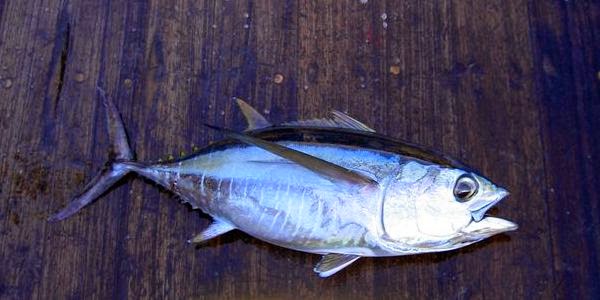 Mengenal lebih jauh tentang ikan Tuna