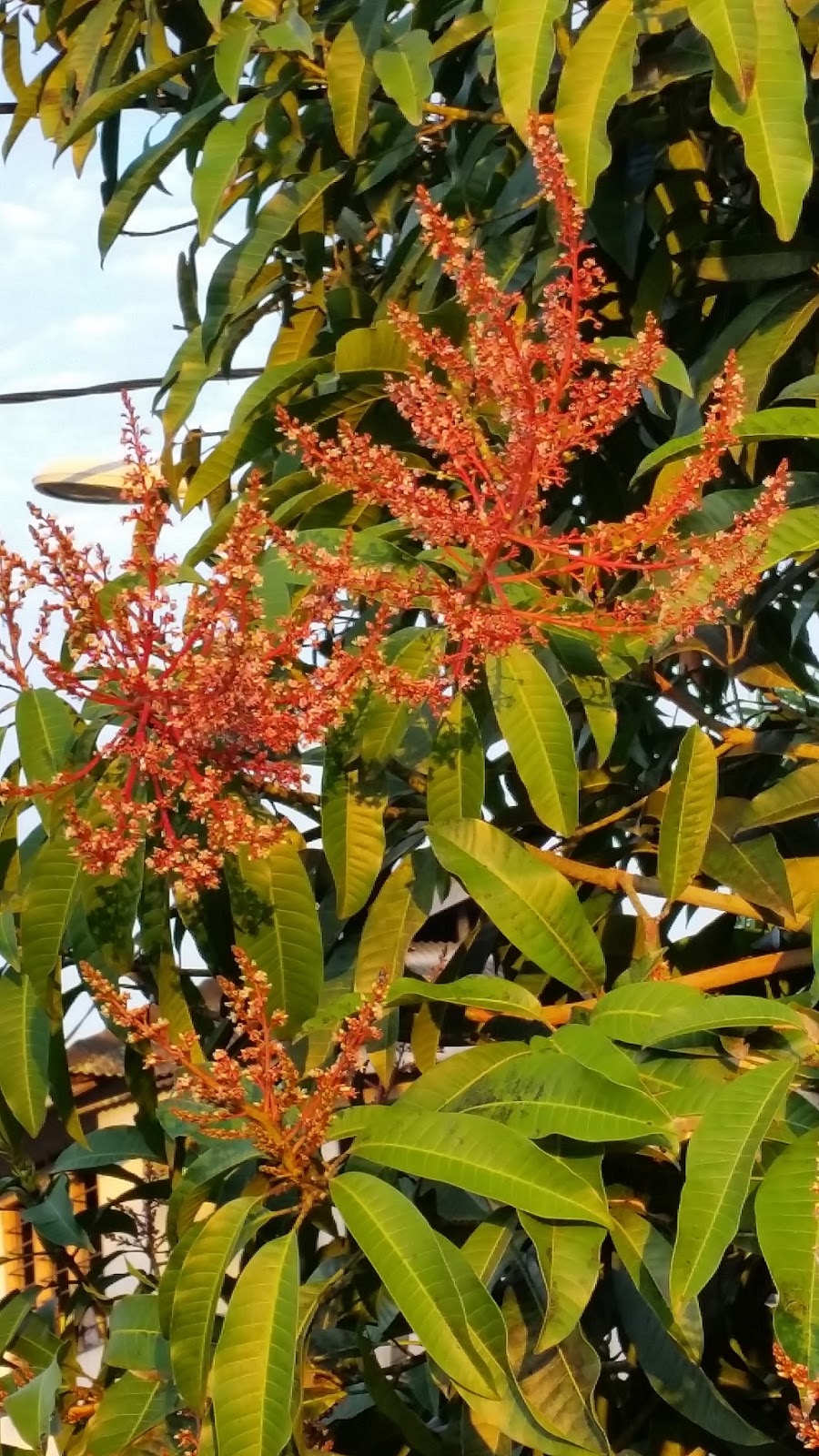 Warisan Petani: Buah Kuini