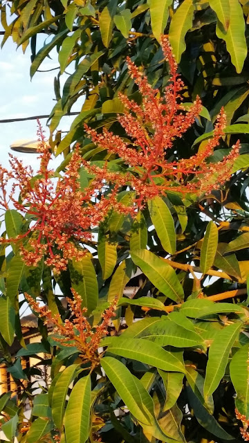 Warisan Petani: Buah Kuini