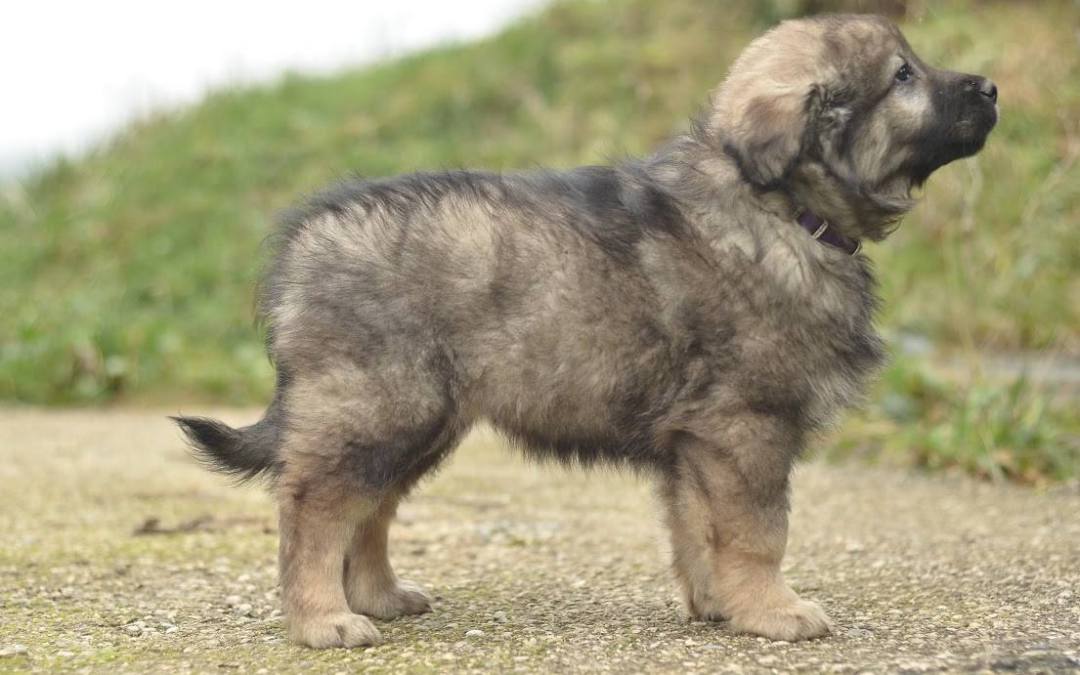 Cães & Cães: Kraski Ovcar - 08