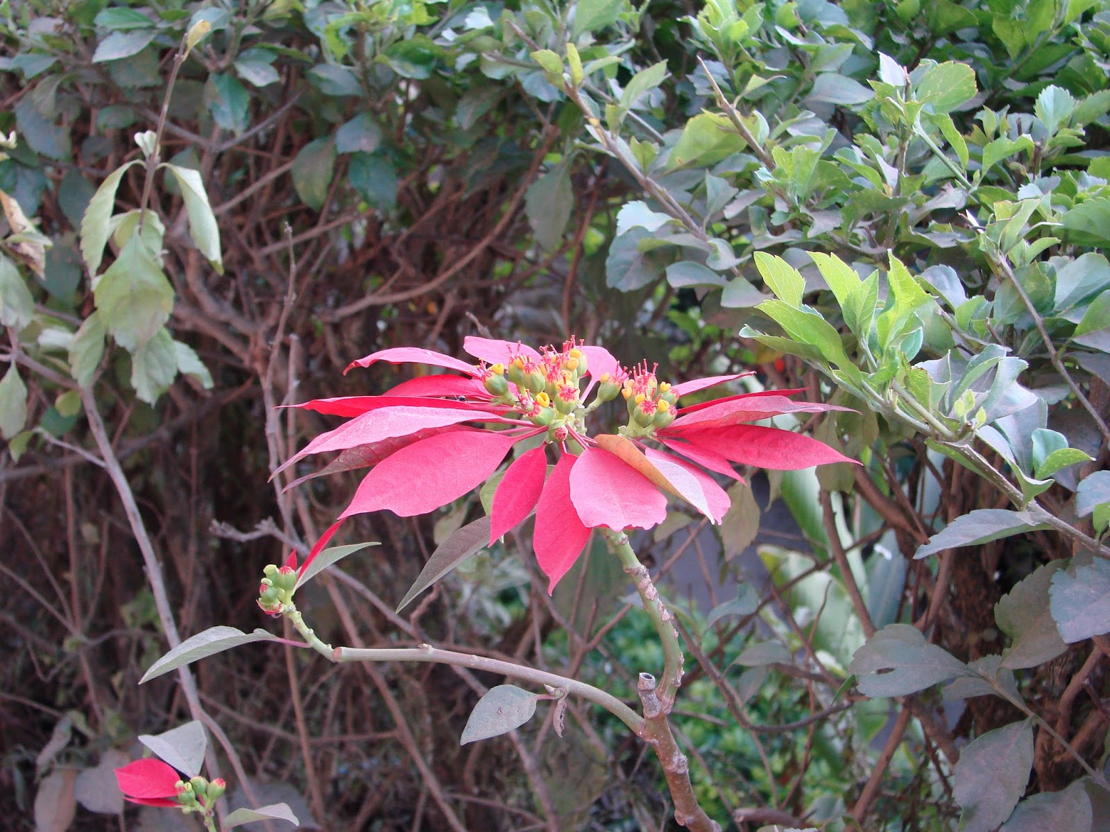 writing in a different creative way: kas pathar, satara flowers