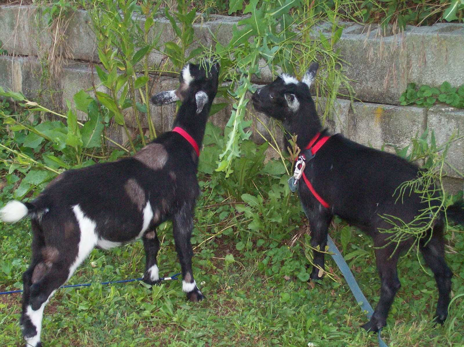 Bonding, Banding, and Bottles: One Family's Adventures with Goats: How ...