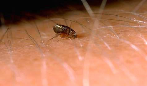 DOKTER HEWAN: Mengenal Pinjal