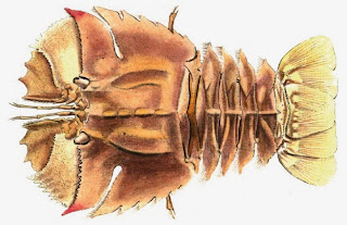 ShukerNature: TRILOBITE BEETLES, CETI EELS, AND THE BEAST OF BRUNEI