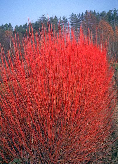 Beechwood Landscape Architecture and Construction: Red Osier Dogwood ...