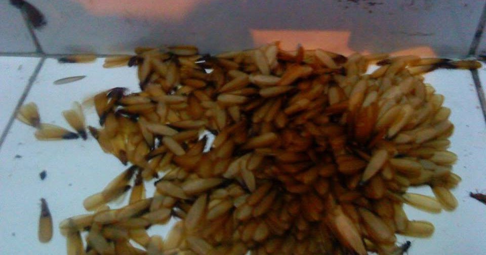 How to Kill Termites Permanently and Get Rid of Them Forever - Termites