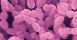 MEMO: mikrobiologi-Streptococcus mutans