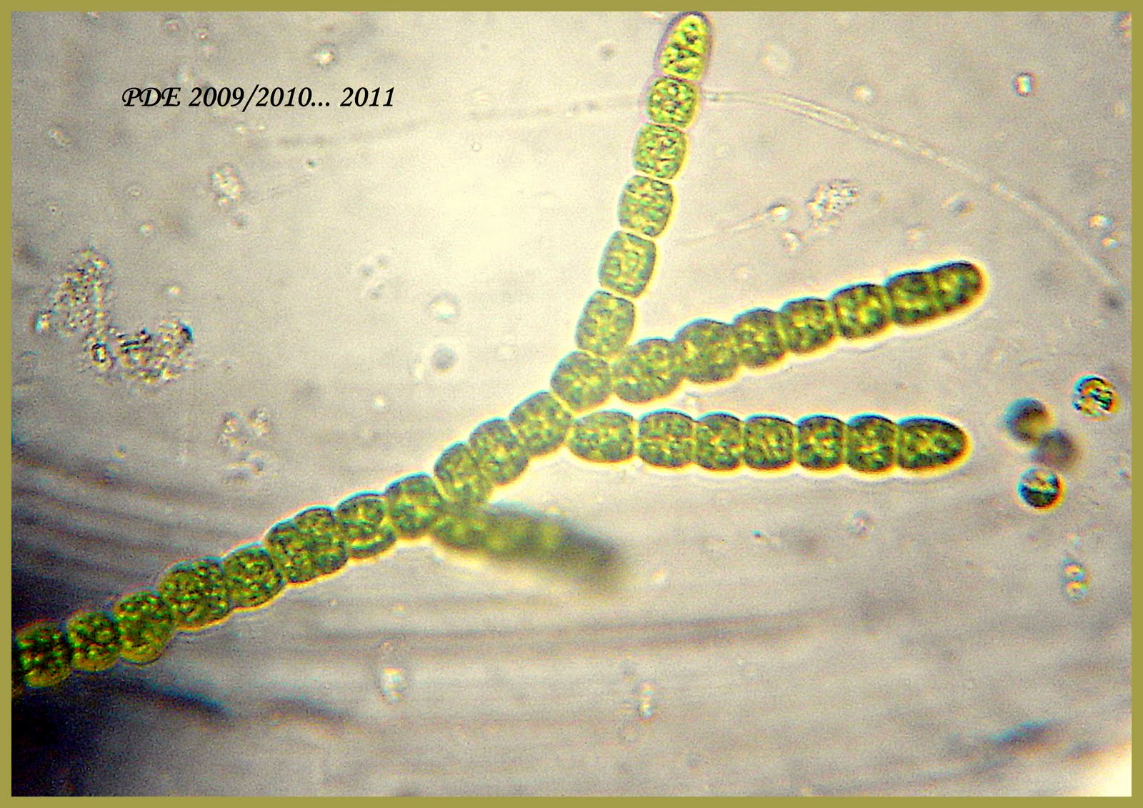 Cultivo de Microalgas em Fotobiorreatores: Inóculos... Microalgas...