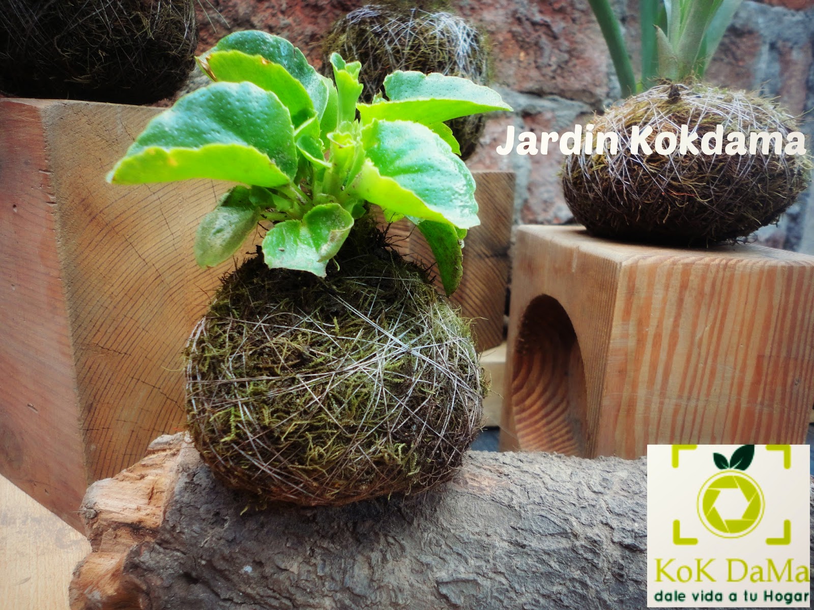 Jardín Kokdama : Kokedama - Historia