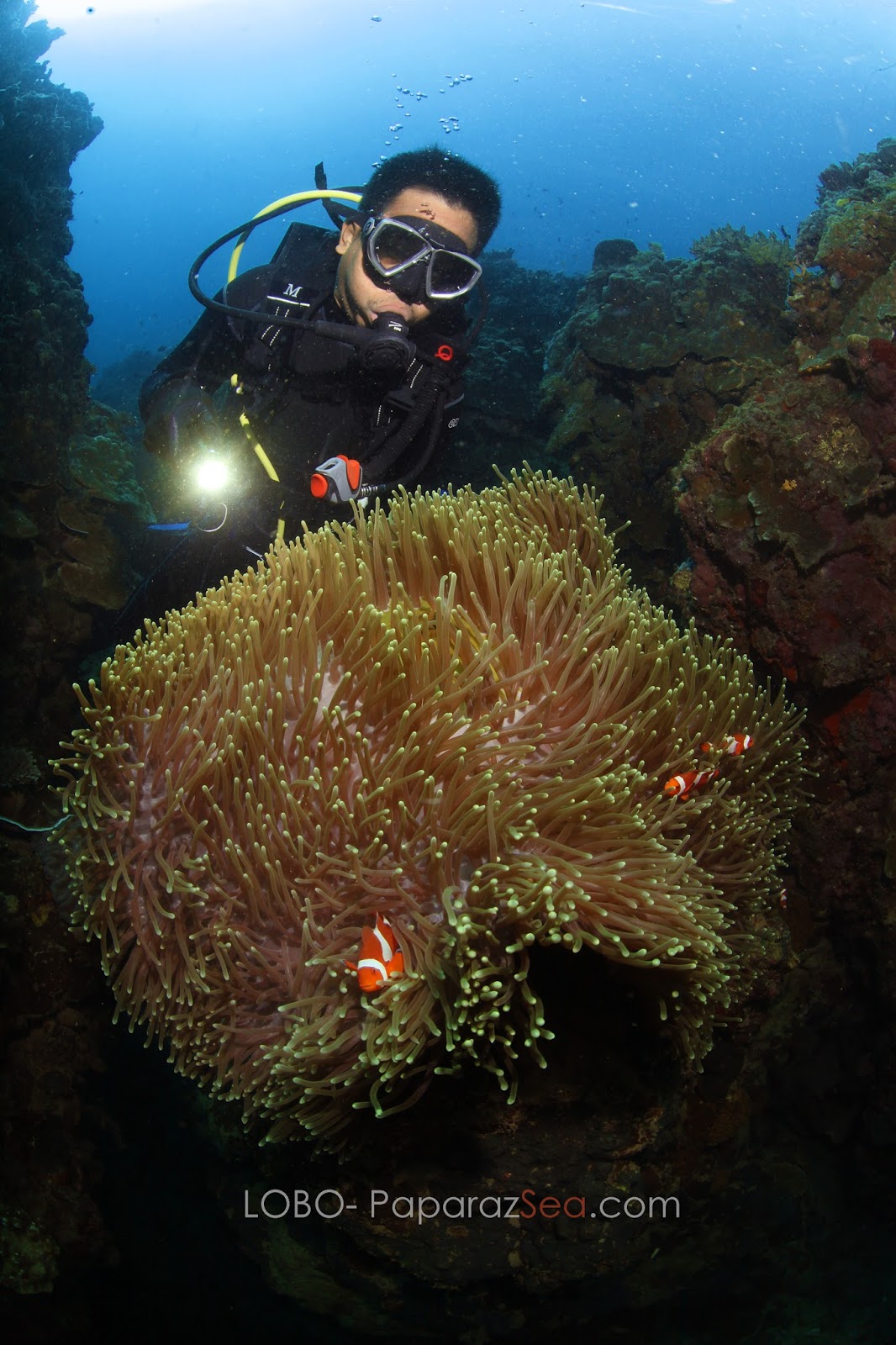 Five Reasons NOT to Dive Lobo Batangas - PaparazSea