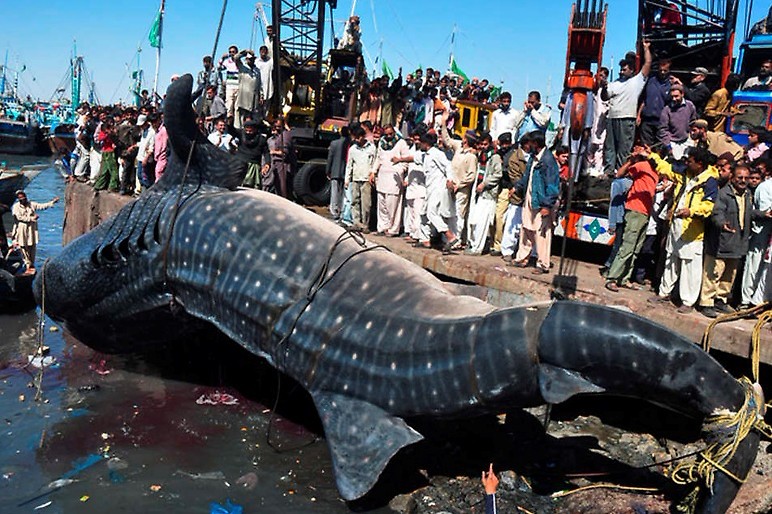 36 Feet Along The Whale Shark Carcass Brought To Port City ~ Us Vise