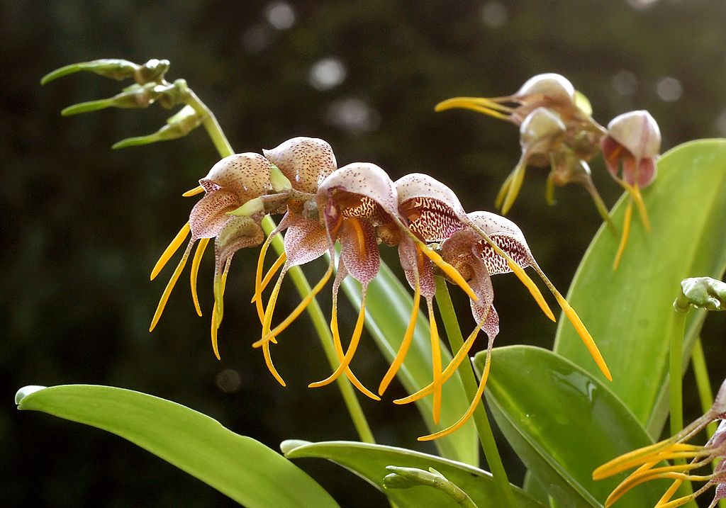 Masdevallia ova-avis care and culture | Travaldo's blog