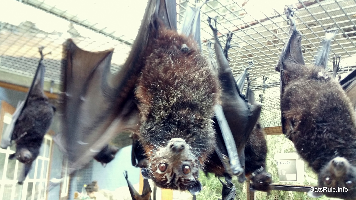 Rehab | Orphans | Tal'ngai Dha'run & Jackie Sparrow | Bats Megabats ...