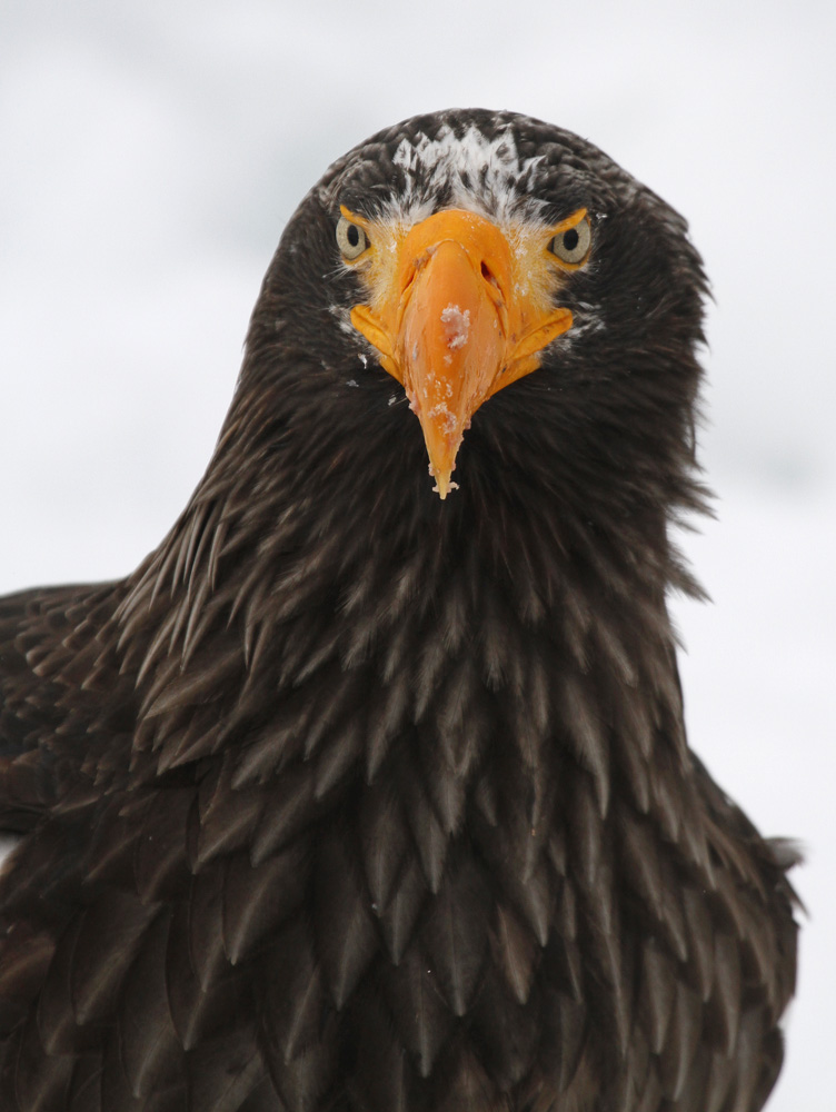 Travels with birds: Japan 2013 - Eagles everywhere