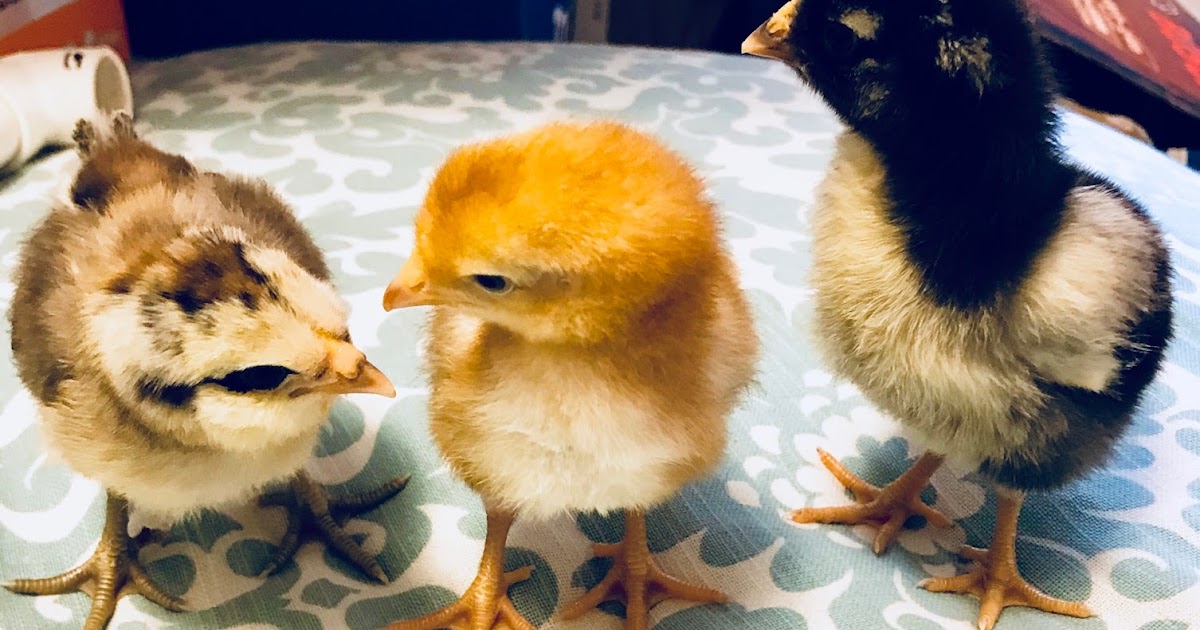 Adding a Flock of Chicks to your Farm