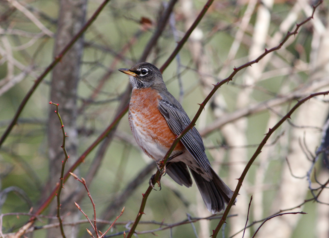 Pioneer Birding: MA - Thanksgiving birds
