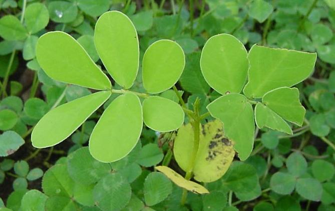 thavara/thakara-t-tha-thaka-thava-(sickle senna) - KERALA FLORA