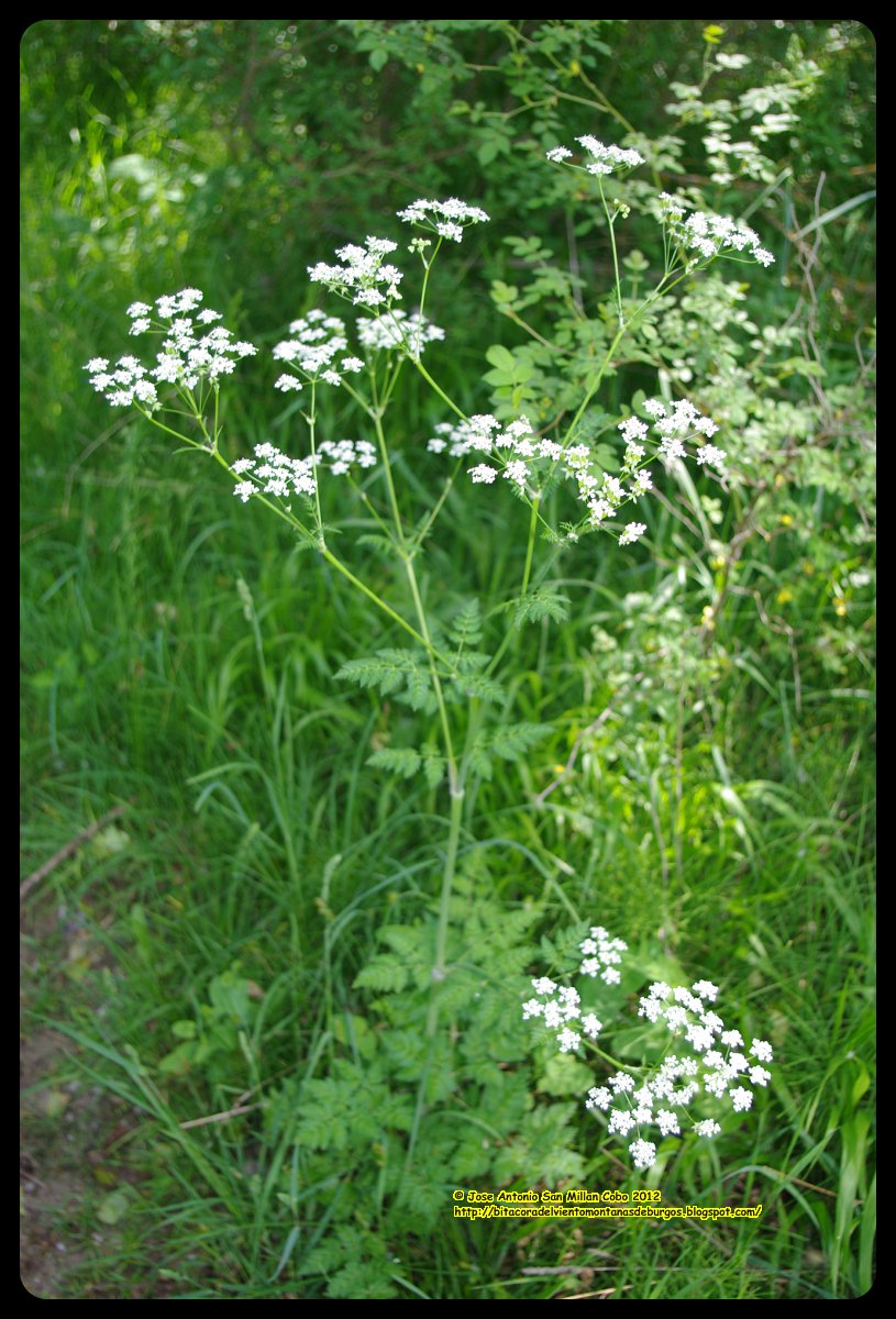 Bitacora del Viento: Conium maculatum (Cicuta)