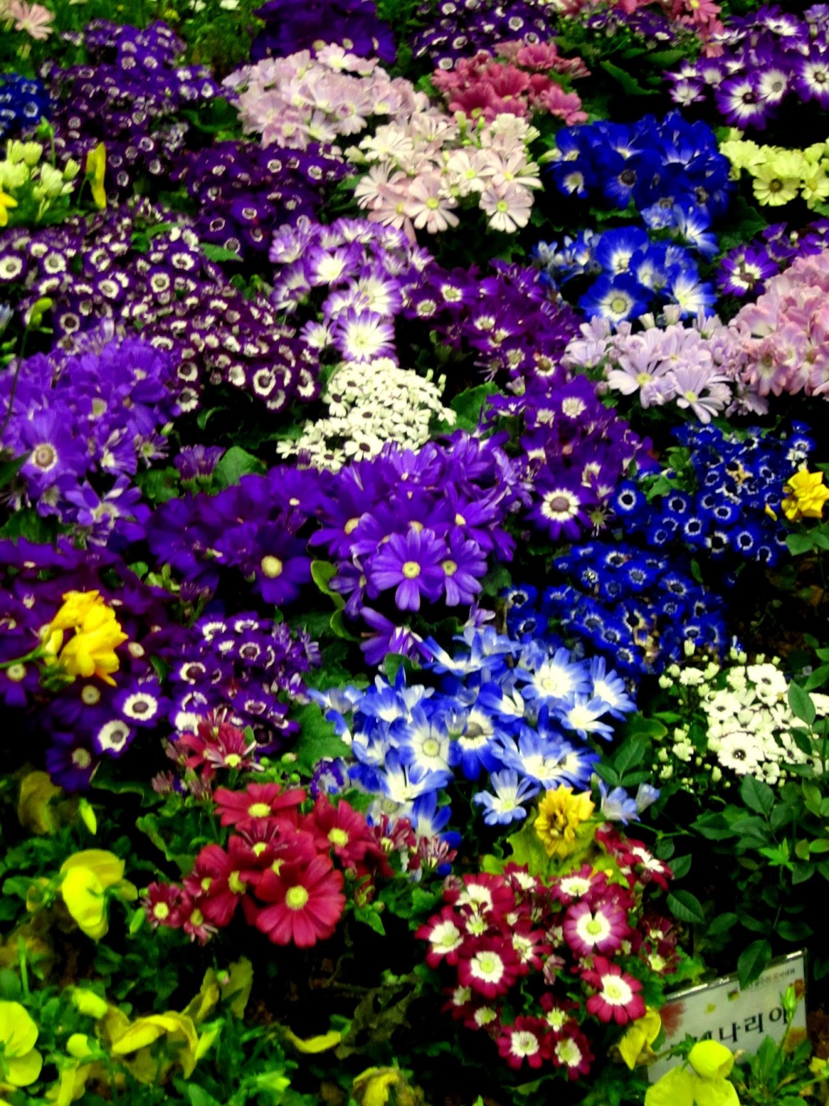 Gwangju Spring Flower Festival - Footprints of Erica
