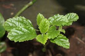 Mengenal Tanaman Keji Beling